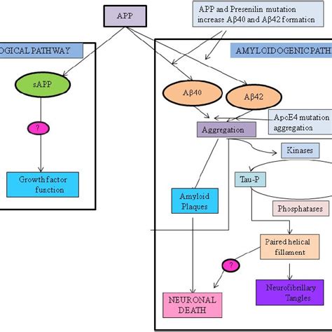 Schematic Representation Of The Eukaryotic Cell Cycle Cyclin A Cdk2 Download Scientific