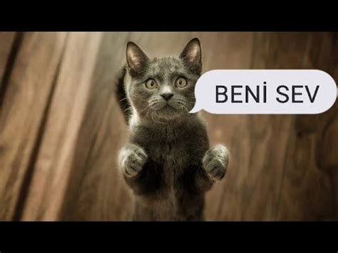 KEDİLERİN BEDEN DİLLERİ VE ANLAMLARI kısa anlatım YouTube