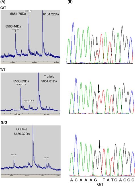 Maldi Tof Mass Spectra From The Genotyping Of Nlrp3 Rs1539019 Pcr