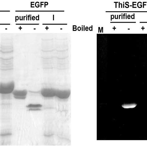 Folded Egfp Proteins With Or Without This Fusion Retained Their Native
