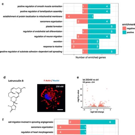 Actin Binding Compounds Regulate Gene Transcription In Endothelial