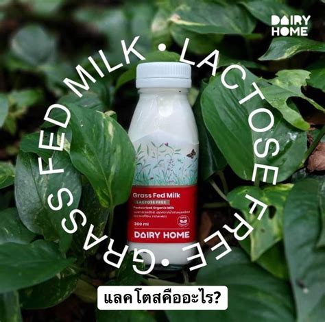 ‘แลคโตส คืออะไร ทำไม บางคนกินได้ บางคนกินไม่ได้ Lactose แลคโตส คือ