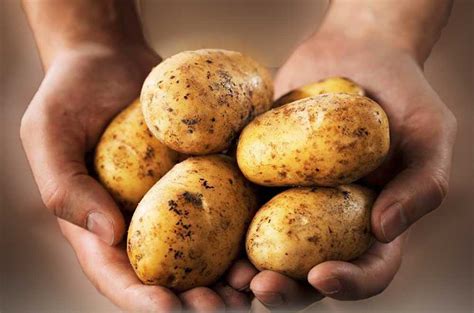 Oda A La Papa 10 Razones Para Consumirla SalPimenta
