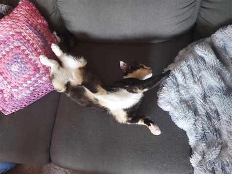 Meet Molly, the master of weird sleeping positions : r/torties