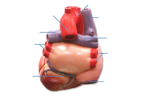 Heart Model Posterior Diagram Quizlet