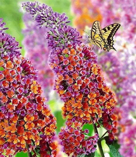 BALDUR-Garten Buddleia Sommerflieder 'Flower-Power®', 1 Pflanze ...