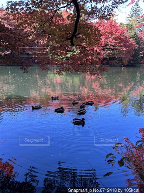 生きててよかったの写真・画像素材 Snapmart（スナップマート）