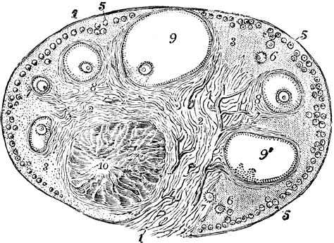 Ovary Cartoon Ovary Ovulation Cartoon Vector Liferisife