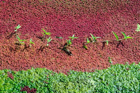Azolla Fern Plant Floating On Water Surface Green And Red Leaf
