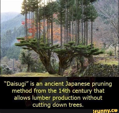 Daisugi Memes Best Collection Of Funny Daisugi Pictures On Ifunny