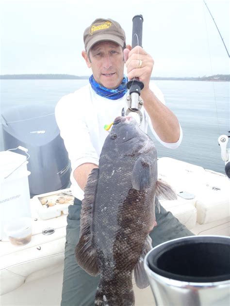 Blackfish Find Your Own Bottom The Fisherman