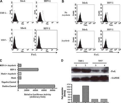Hsv 1 Infection Of Thp 1 Cells Induces Fasl Expression A Thp 1 And