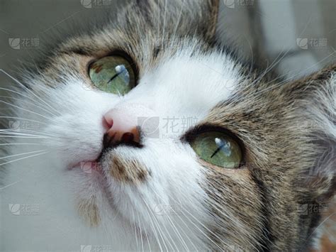 猫 肖像 大开版 毛茸茸的毛皮 贺卡 水平画幅 动物身体部位 特写 明亮