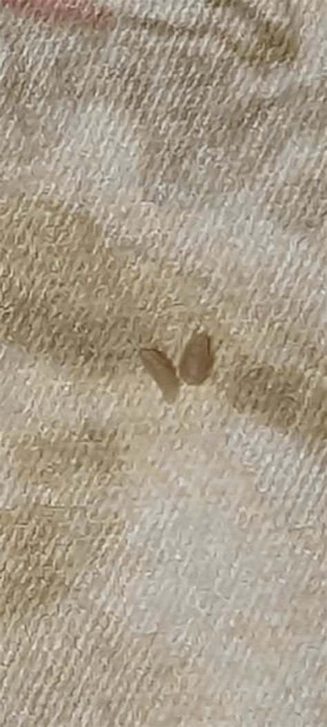 Id Request Bed Bugs In Georgia Usa Rwhatsthisbug