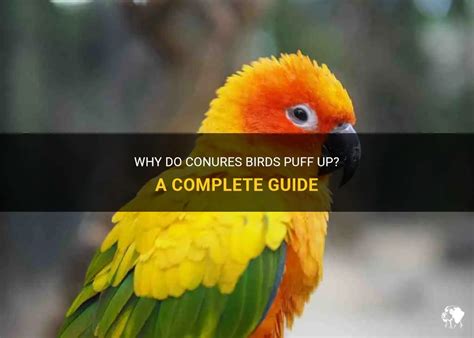Why Do Conures Birds Puff Up A Complete Guide Petshun