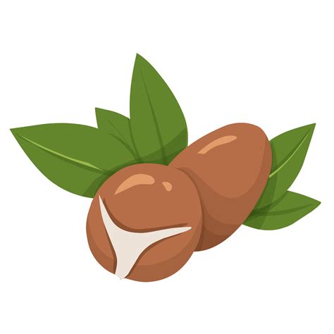 Argan Nut Illustration 24170396 Png