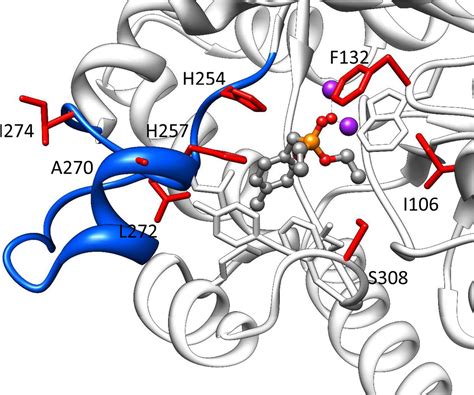 Enzymatic Neutralization Of The Chemical Warfare Agent Vx Evolution Of
