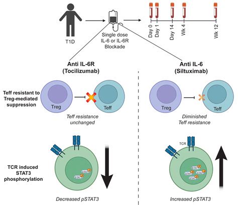 Altered T Cell Function In Human Autoimmune Disease Benaroya Research