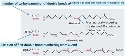 Lipid Structures Flashcards Quizlet