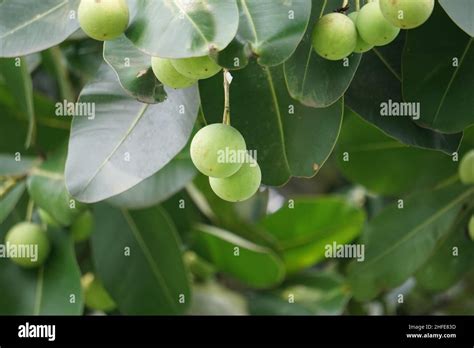 Calophyllum Inophyllum Tamanu Mastwood Beach Calophyllum Beautyleaf
