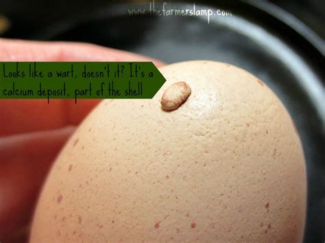 What Causes Deformed Chicken Eggs And Other Egg Abnormalities