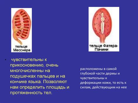 Физиология сенсорных систем презентация онлайн