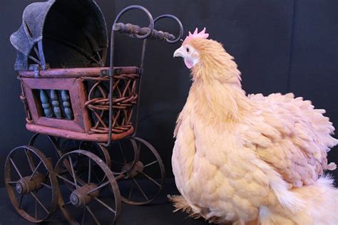 Chicken Hen Poultry Free Photo On Pixabay Pixabay