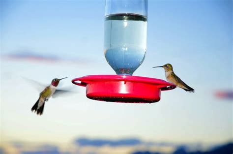What Colors Attract Birds A Complete Guide Birding Outdoors