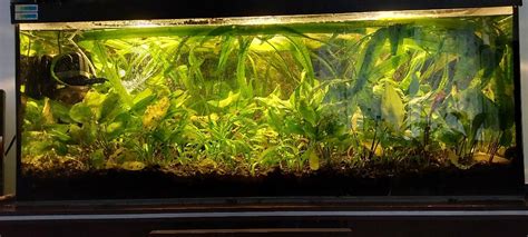 Akwarium 160l z całym wyposażeniem Gołąb • OLX.pl