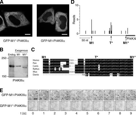 Full Length Pi4kiiiα Visits The Plasma Membrane Dynamically A