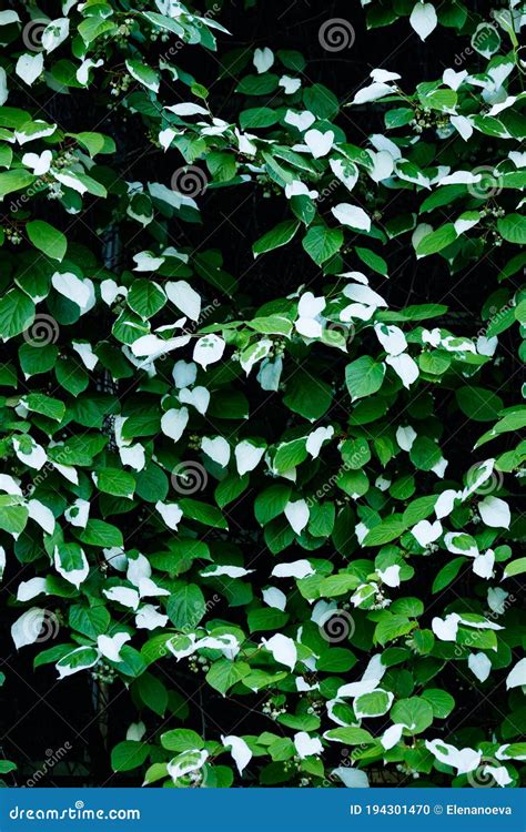 Стена с Kolomikta Actinidia или киви Variegatedleaf выносливый с ...