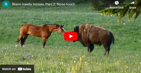 Bison Meets Herd Of Wild Horses At Yellowstone National Park Stable