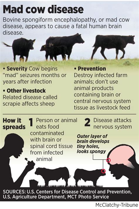 Mad Cow Disease Canada 2024 Renae Charlene