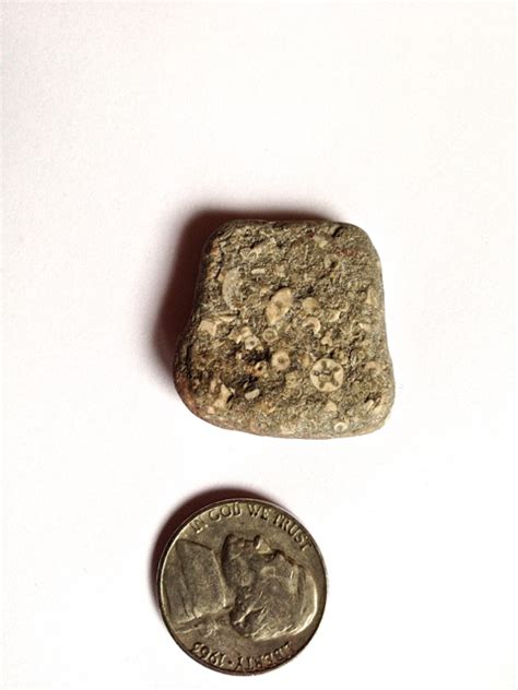 Please Help With Two Fossils Fossil ID The Fossil Forum