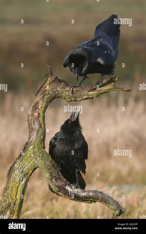 Common Or Northern Ravens Corvus Corax Mating Behavior Stock Photo Alamy