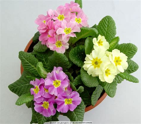 樱草花图片 动漫卡通 插画绘画 图行天下素材网