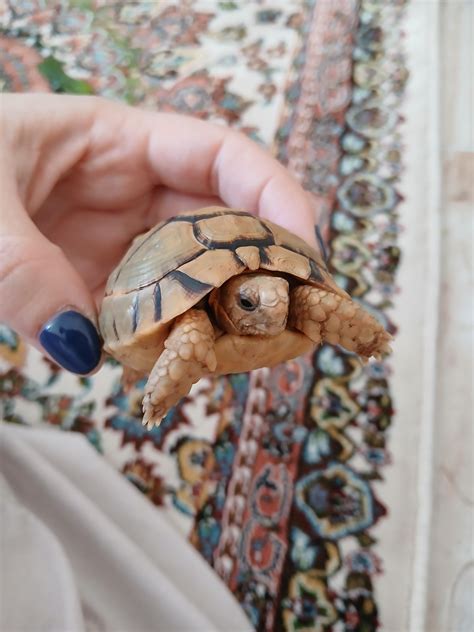 Tortoise Identification Rtortoise