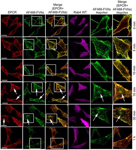 Cho Epcr Cells Were Transduced With Adenoviruses Encoding Wild Type