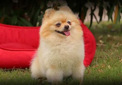 Top 999 Pomeranian Dog Images Amazing Collection Pomeranian Dog