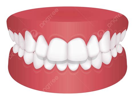 Illustration Of Vector Bite Type Overbite Of Back Teeth Causing Dental Troubles Vector Double