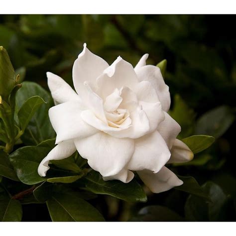 Monrovia White August Beauty Gardenia Flowering Shrub In Pot With Soil At Lowes Com