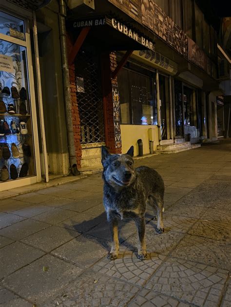 Oneplus Pro Vs Iphone Pro Camera Comparison Is It An Even Match Phonearena