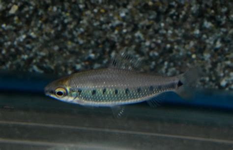 Distichodus Decemmaculatus Heevis