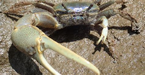 Fiddler Crab Habitat
