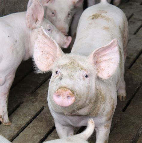 Psa Crolla Il Prezzo Della Carne Suina L Appello Di Confagricoltura