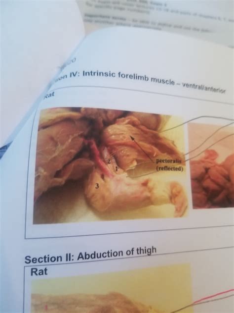 Rat Intrinsic Forelimb Diagram Quizlet