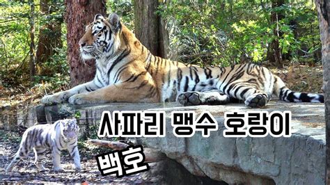 에버랜드 호랑이 사파리 월드 더 가까이 생생한 맹수를 만날 기회 Youtube