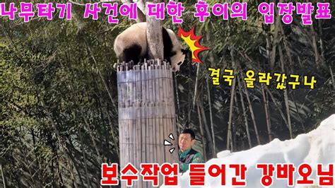 맙소사💥 나무타기 사건에 대한 후이바오 의 입장발표 📣📣 후이가 워토우를 거부하며 체중관리에 들어간 이유가 이것이었습니까