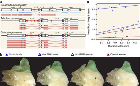 Asymmetric Interactions Between Doublesex And Tissue And Sex Specific Target Genes Mediate