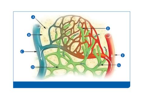 Chapter 7 Lymphatic System Flashcards Quizlet